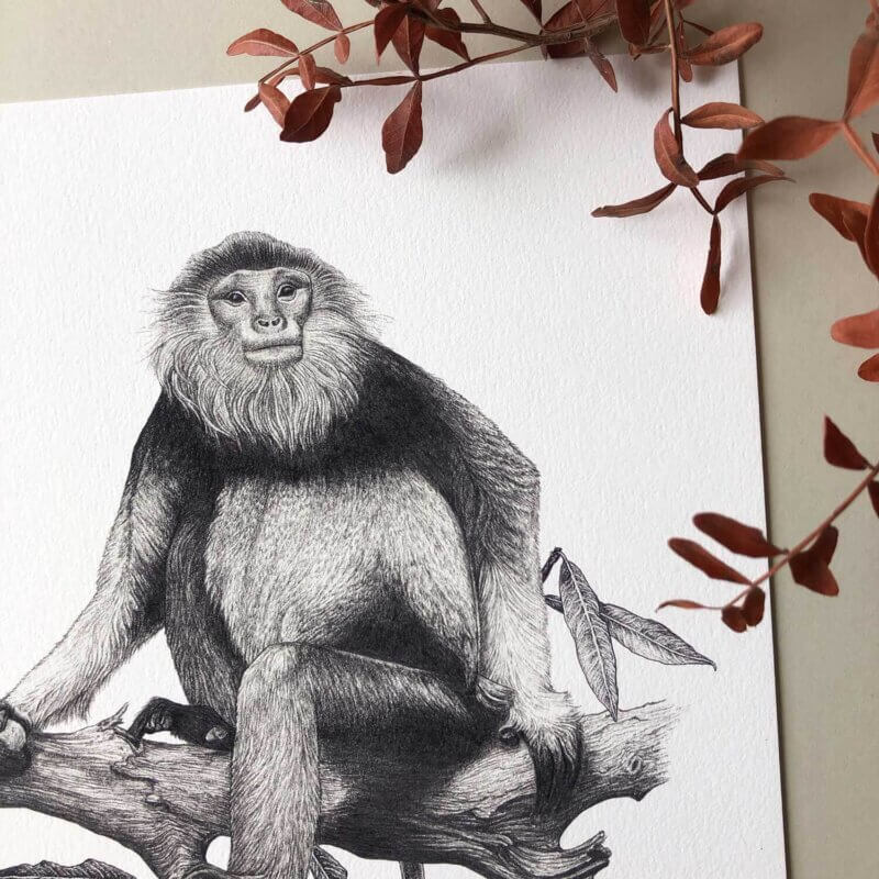 Red-Shanked Douc – A4 Art Print – Sky Siouki