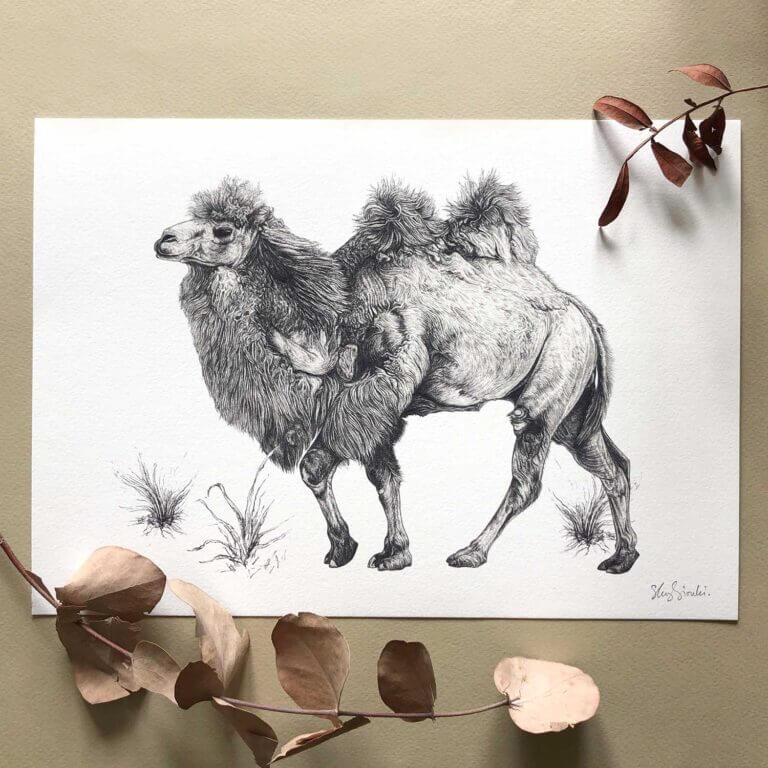 Bactrian Camel – A4 Art Print – Sky Siouki